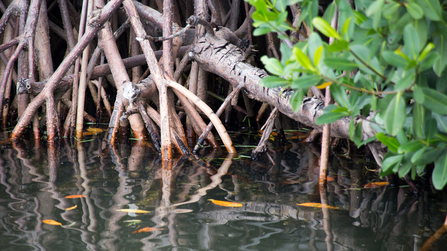Ecosystem-based adaptation - Pacific EcoAdapt